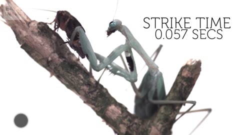 Praying Mantis Attack In Slow Motion BBC Earth