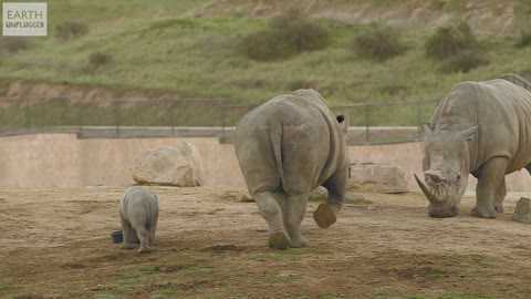 Cute Baby Rhino Earth Unplugged