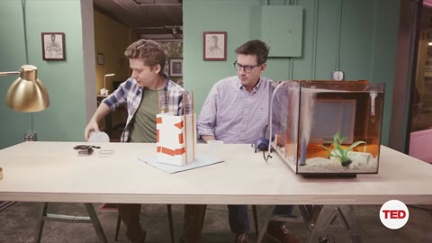 How octopuses battle each other DIY Neuroscience a TED series