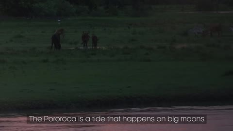 Pororoca Surfing The Amazon River Forces Of Nature BBC Earth