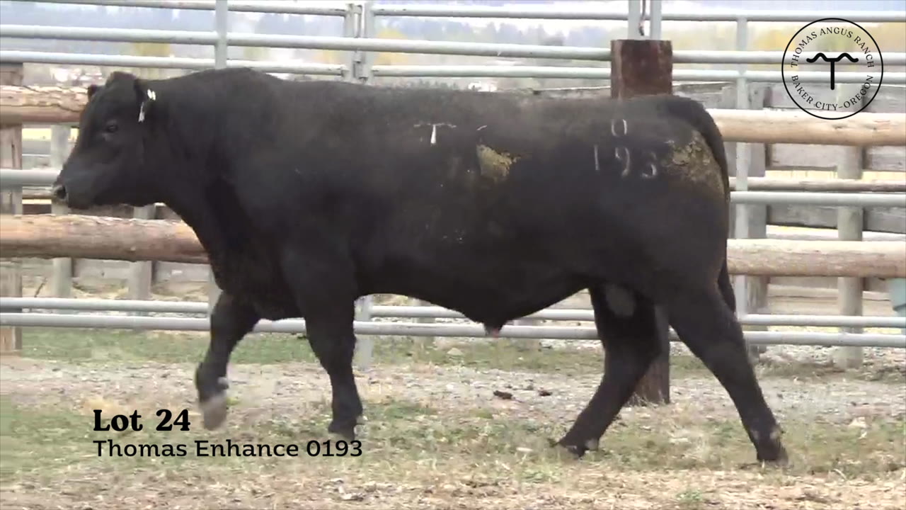 Lot 024 Baker Fall Sale 2021