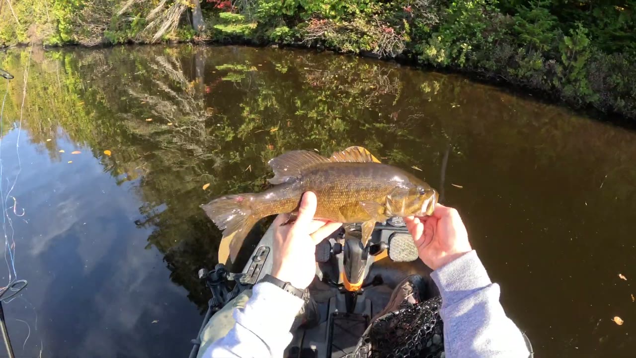 Big Musky On A Bass Rod
