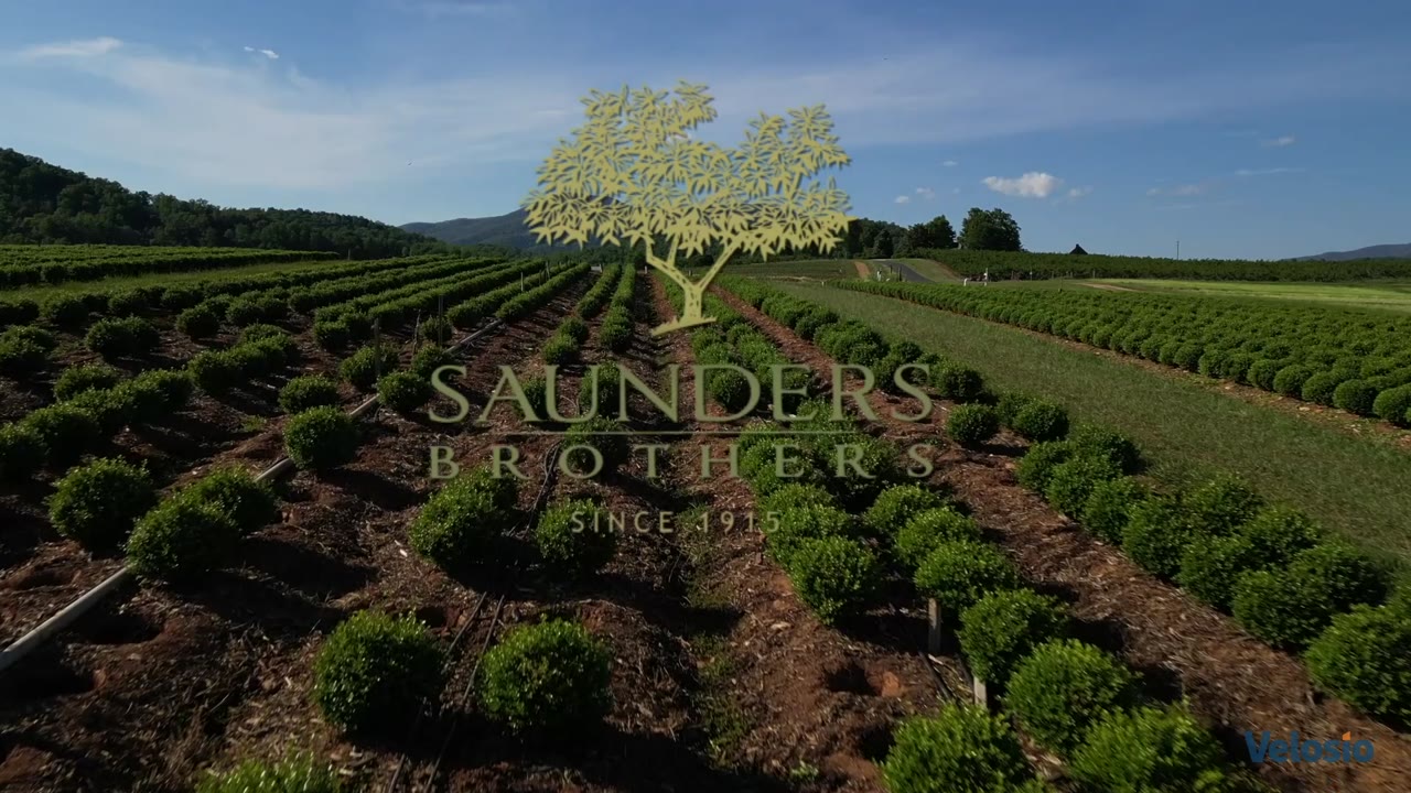 Saunders Brothers a Velosio Client Testimonial