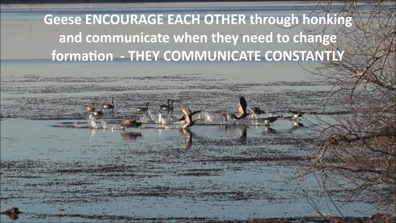 Lessons of the Geese The Art of Teamwork- FINAL